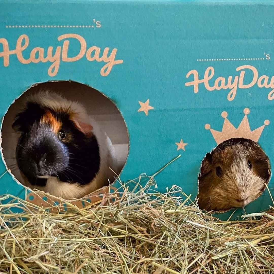 Hay For Guinea Pigs | Premium, Barn Dried Hay Boxes – HayDay HQ