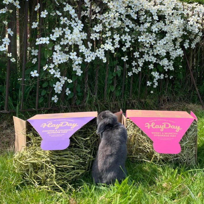 Premium Ryegrass Hay | Ryegrass Hay For Small Pets – HayDay HQ